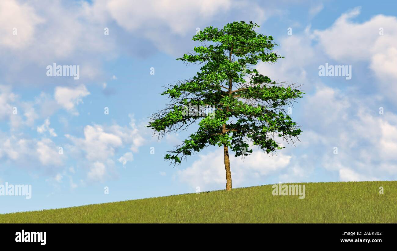 One Tree At Sky Background 3D Rendering Stock Photo - Alamy