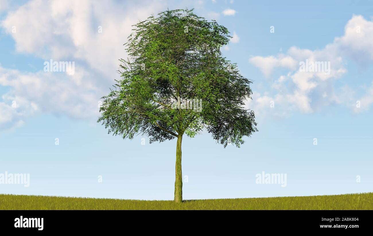 One Tree At Sky Background 3D Rendering Stock Photo - Alamy
