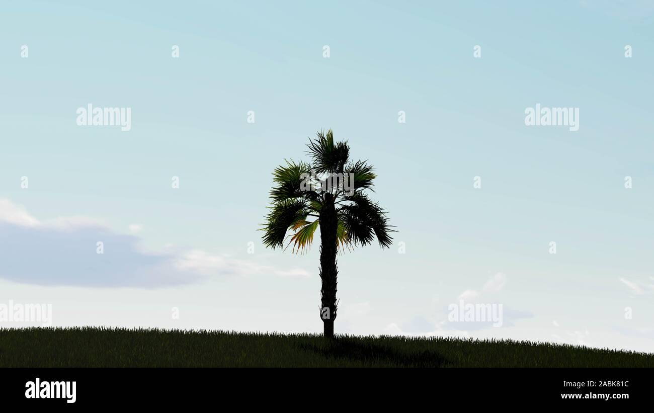 One Palm on Sky Background 3D Rendering Stock Photo - Alamy