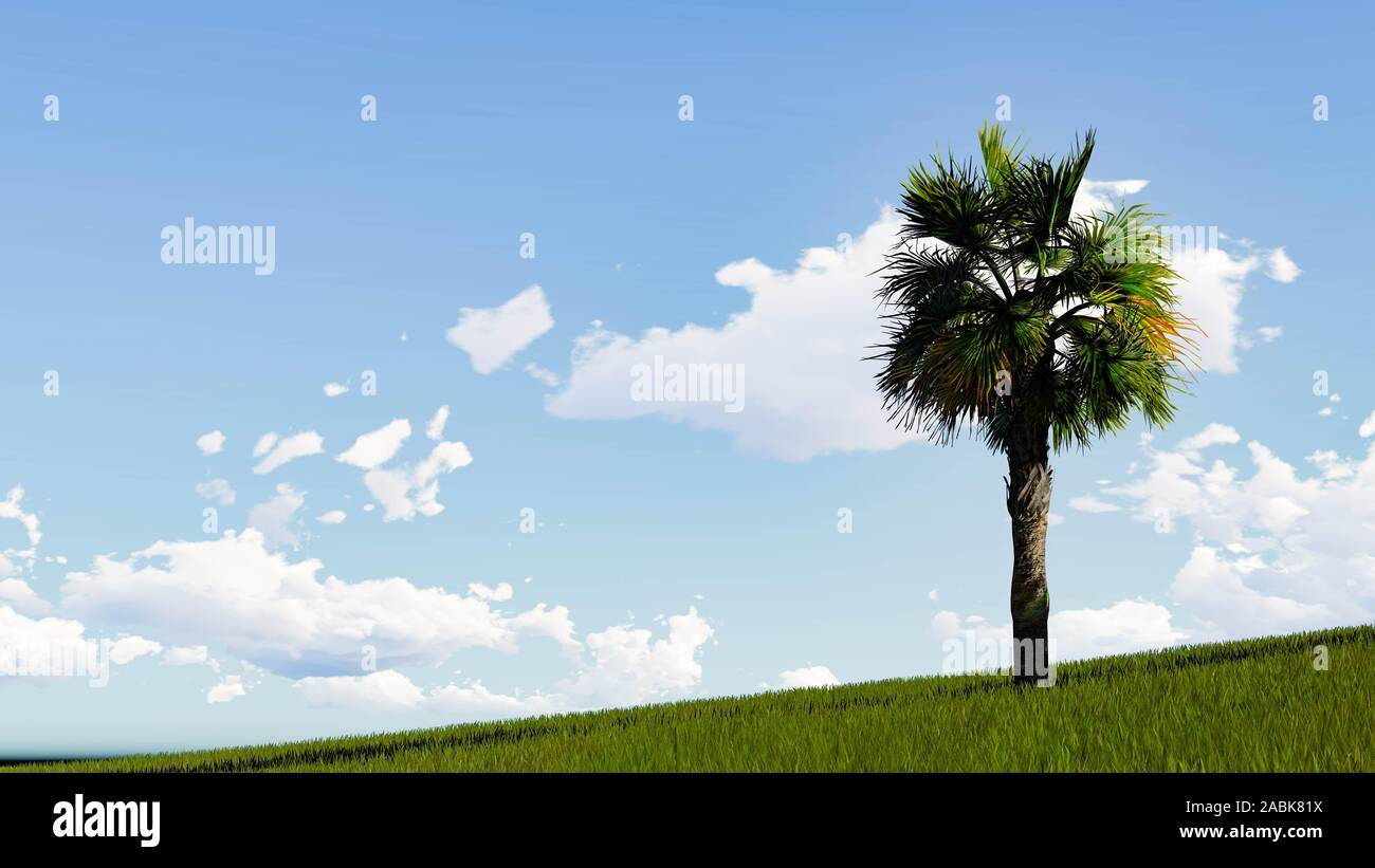 One Palm on Sky Background 3D Rendering Stock Photo - Alamy