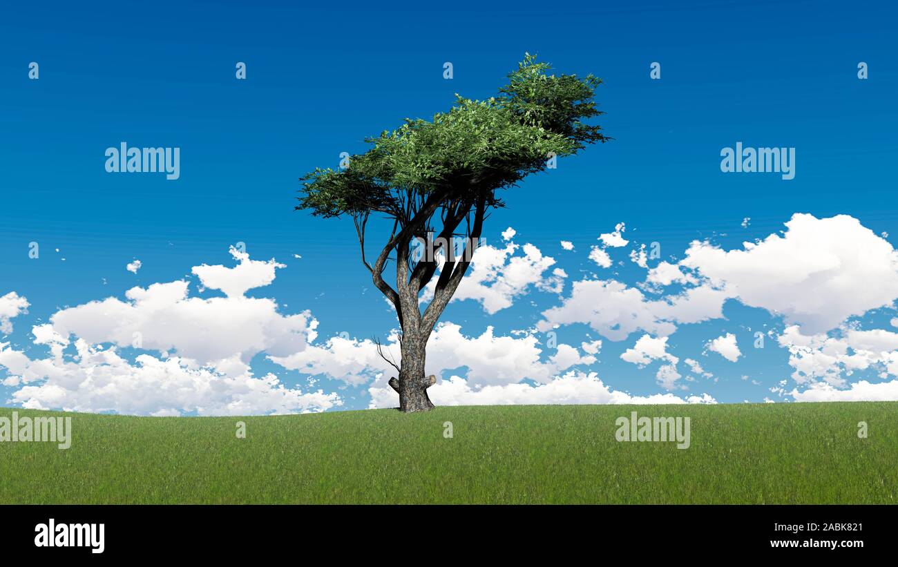 One Tree At Sky Background 3D Rendering Stock Photo - Alamy