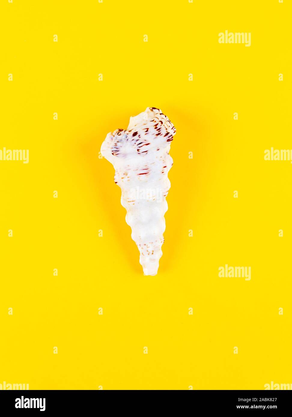 Small white sea shell on bright yellow background. Empty tropical ...