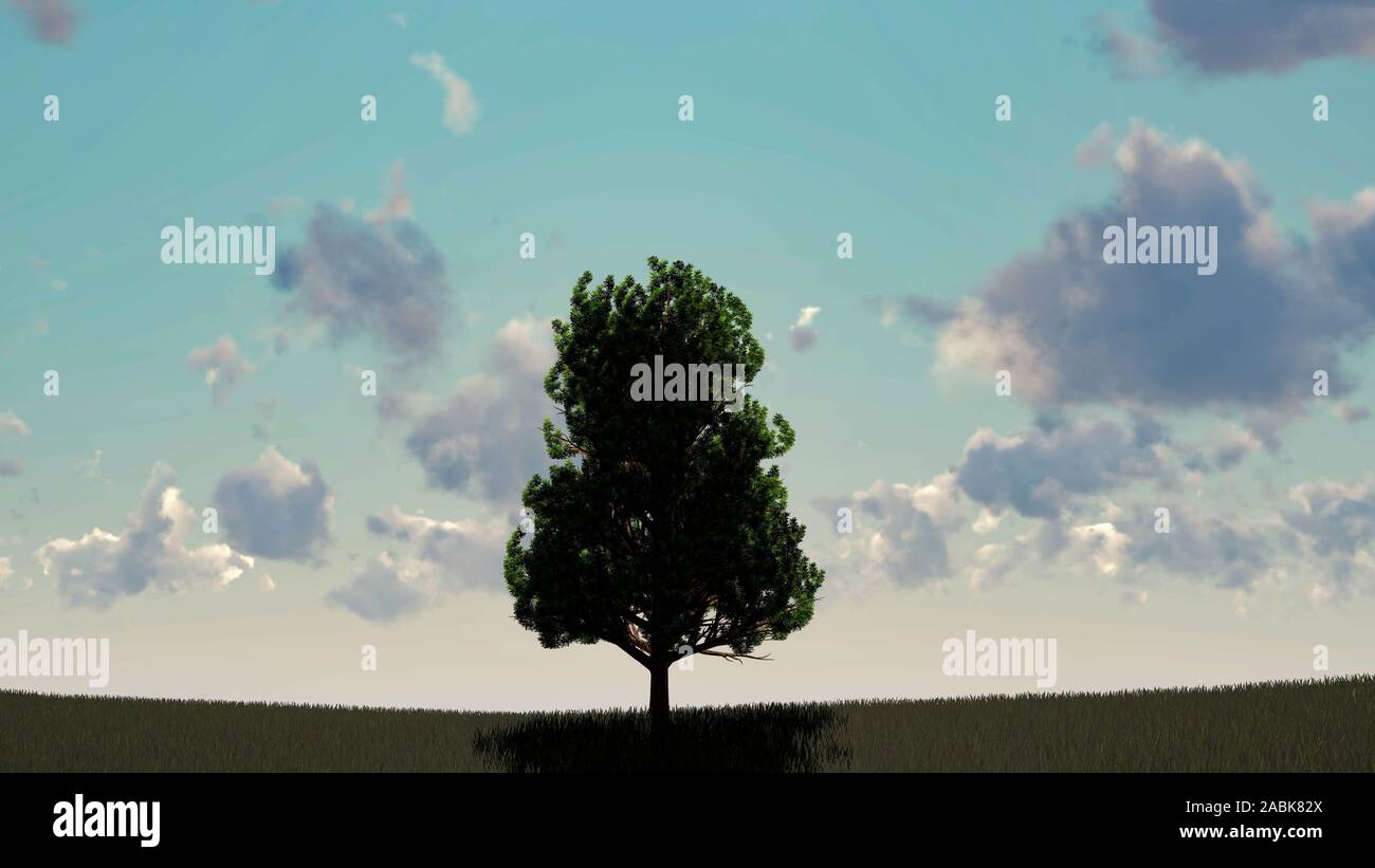 One Tree At Sky Background 3D Rendering Stock Photo - Alamy