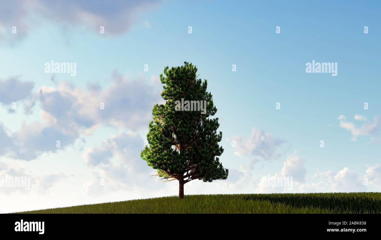 One Tree At Sky Background 3D Rendering Stock Photo - Alamy