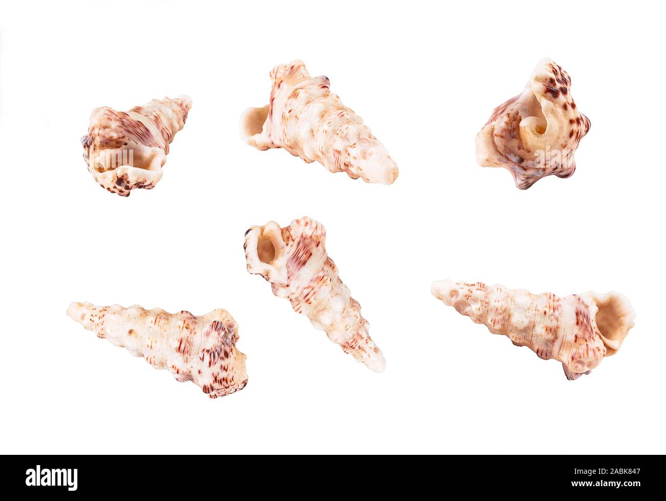 Collection of sea shells Cerithiidae from different angles. Set of ...