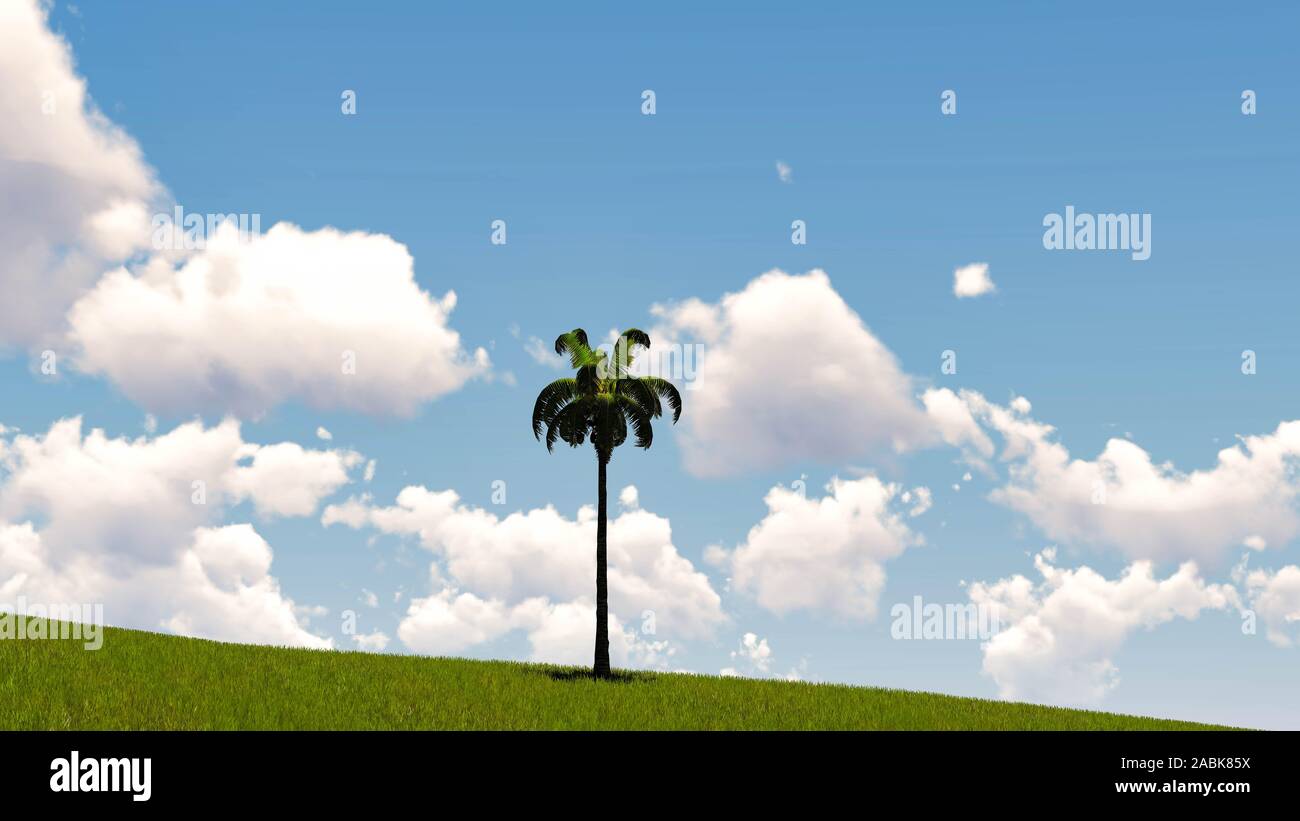 One Palm on Sky Background 3D Rendering Stock Photo - Alamy