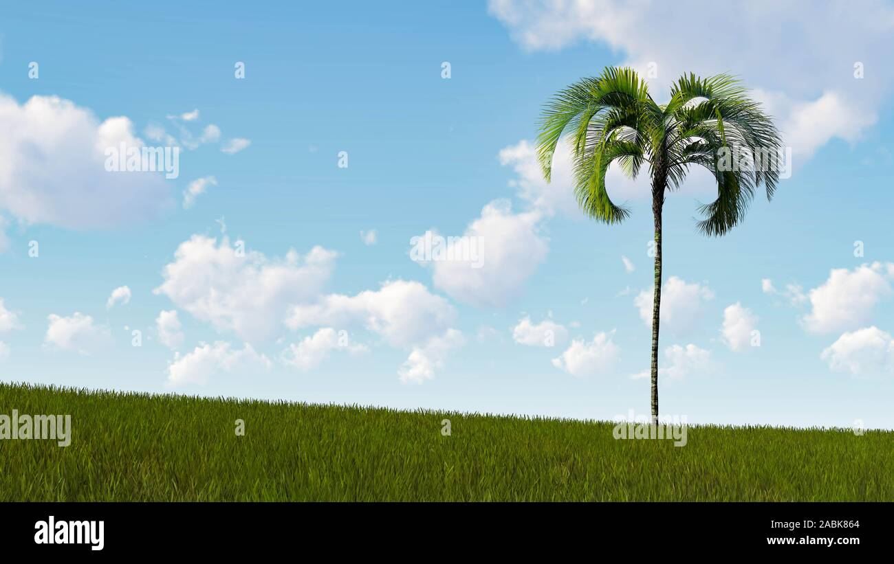 One Palm on Sky Background 3D Rendering Stock Photo - Alamy