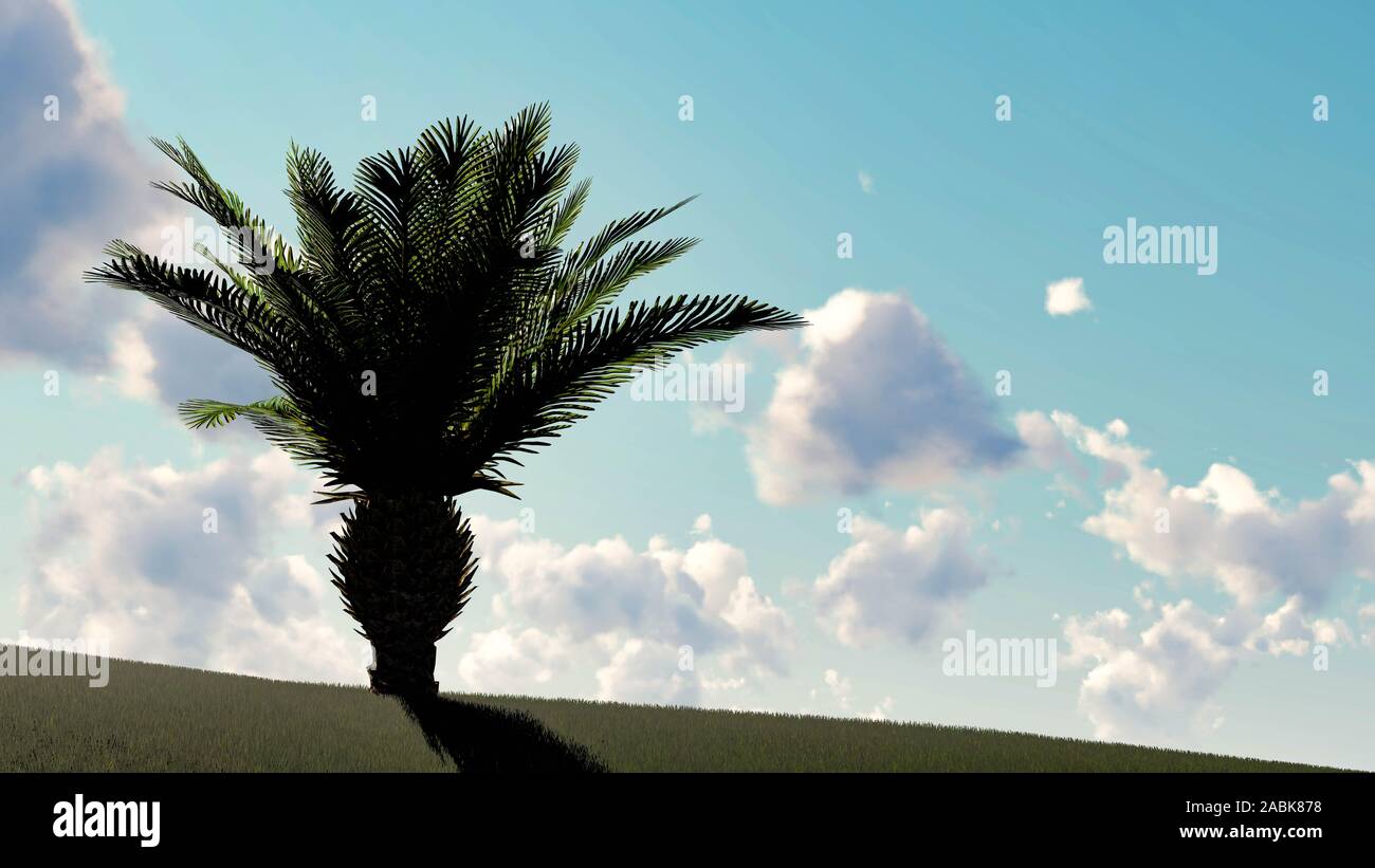 One Palm on Sky Background 3D Rendering Stock Photo - Alamy