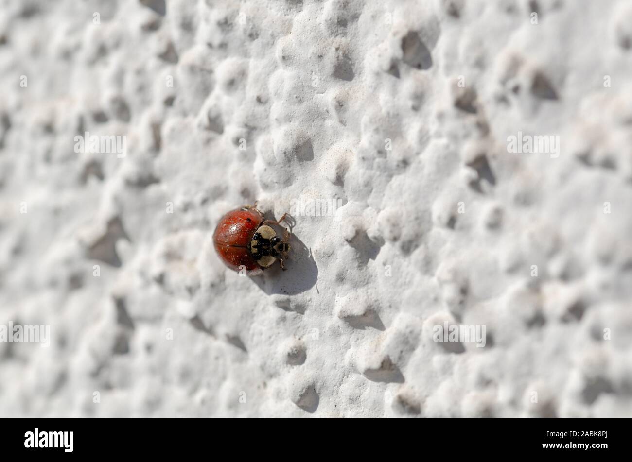 Ladybug on the wall hi-res stock photography and images - Alamy