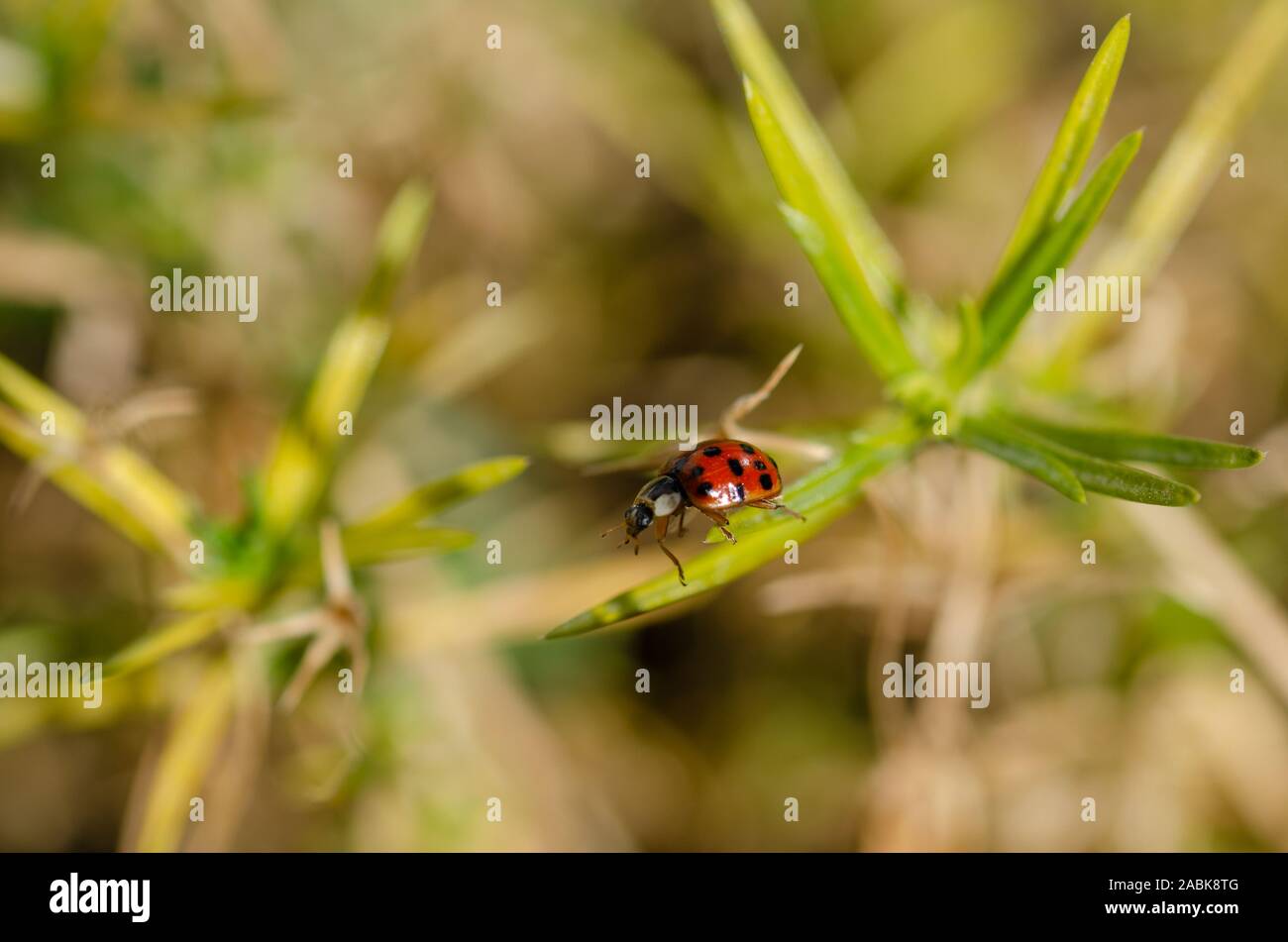 Cute ladybird hi-res stock photography and images - Alamy