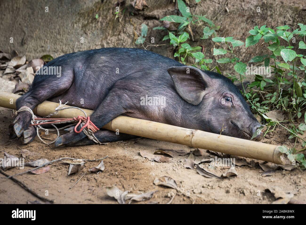 Big pig in the thai village at the sunny day Stock Photo - Alamy