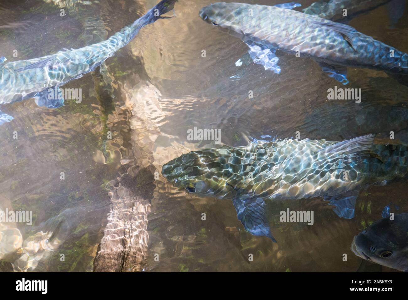 A lot of different and big fish in a lake, in countryside Stock Photo ...