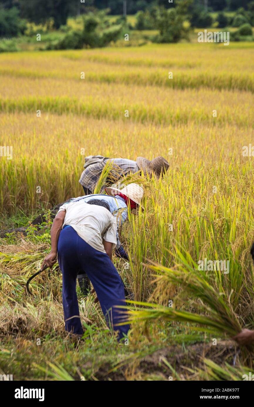 Farmer working in field in the thai village, clear weather outside ...