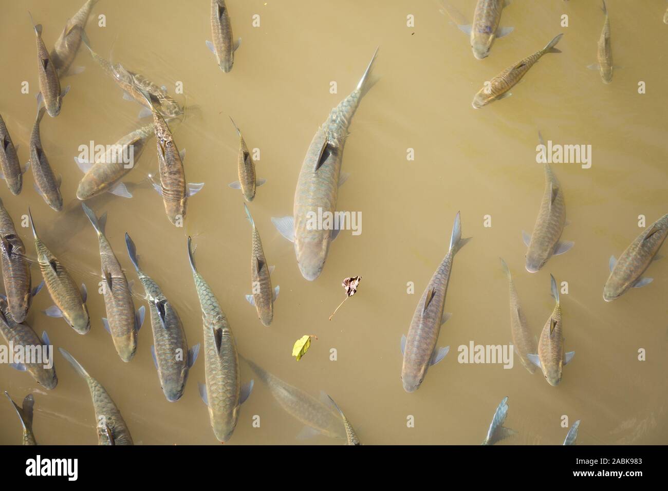 A lot of different and big fish in a lake, in countryside Stock Photo ...