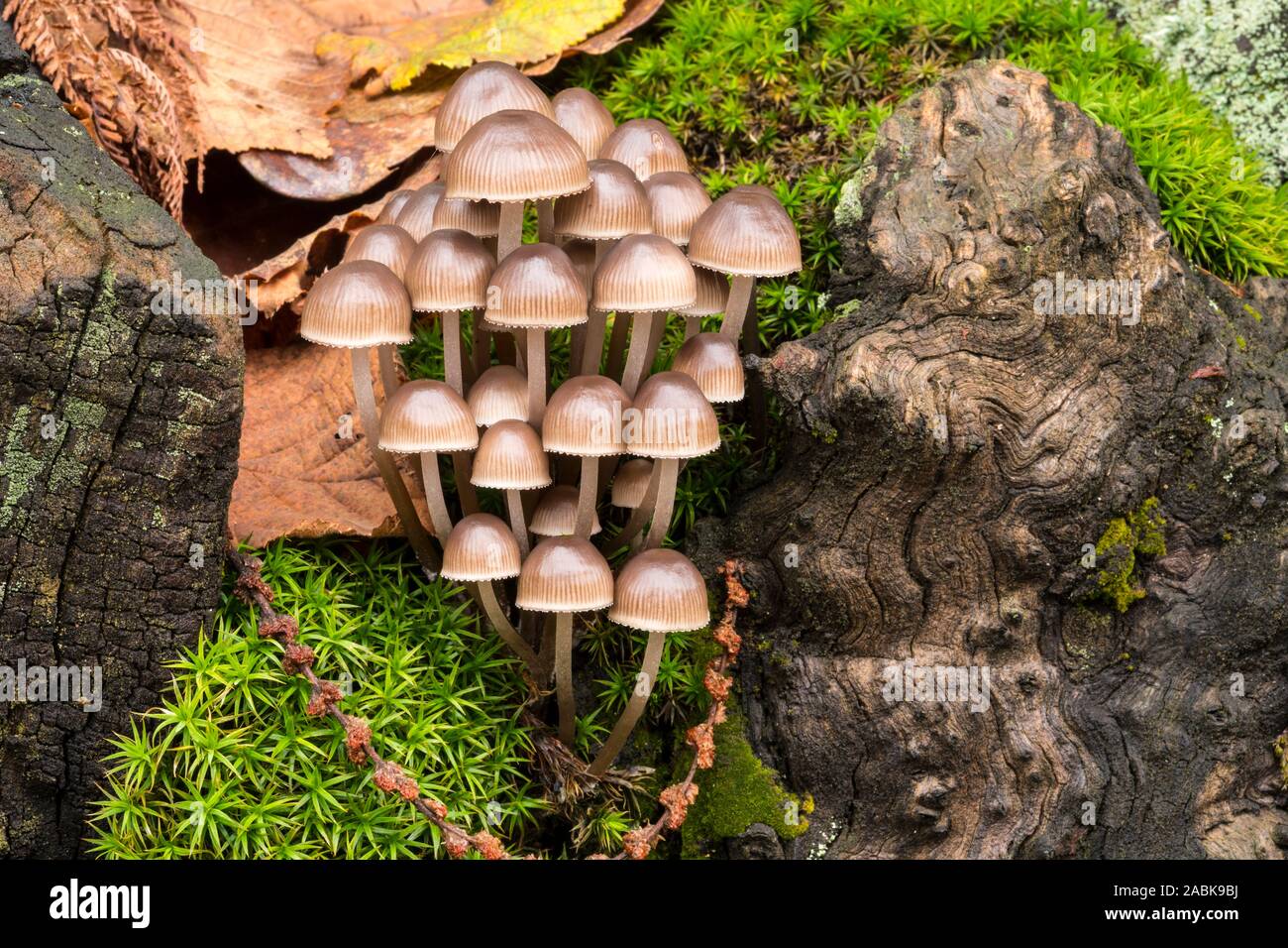 Group of small brown mushrooms; Mycena haematopus, commonly known as ...