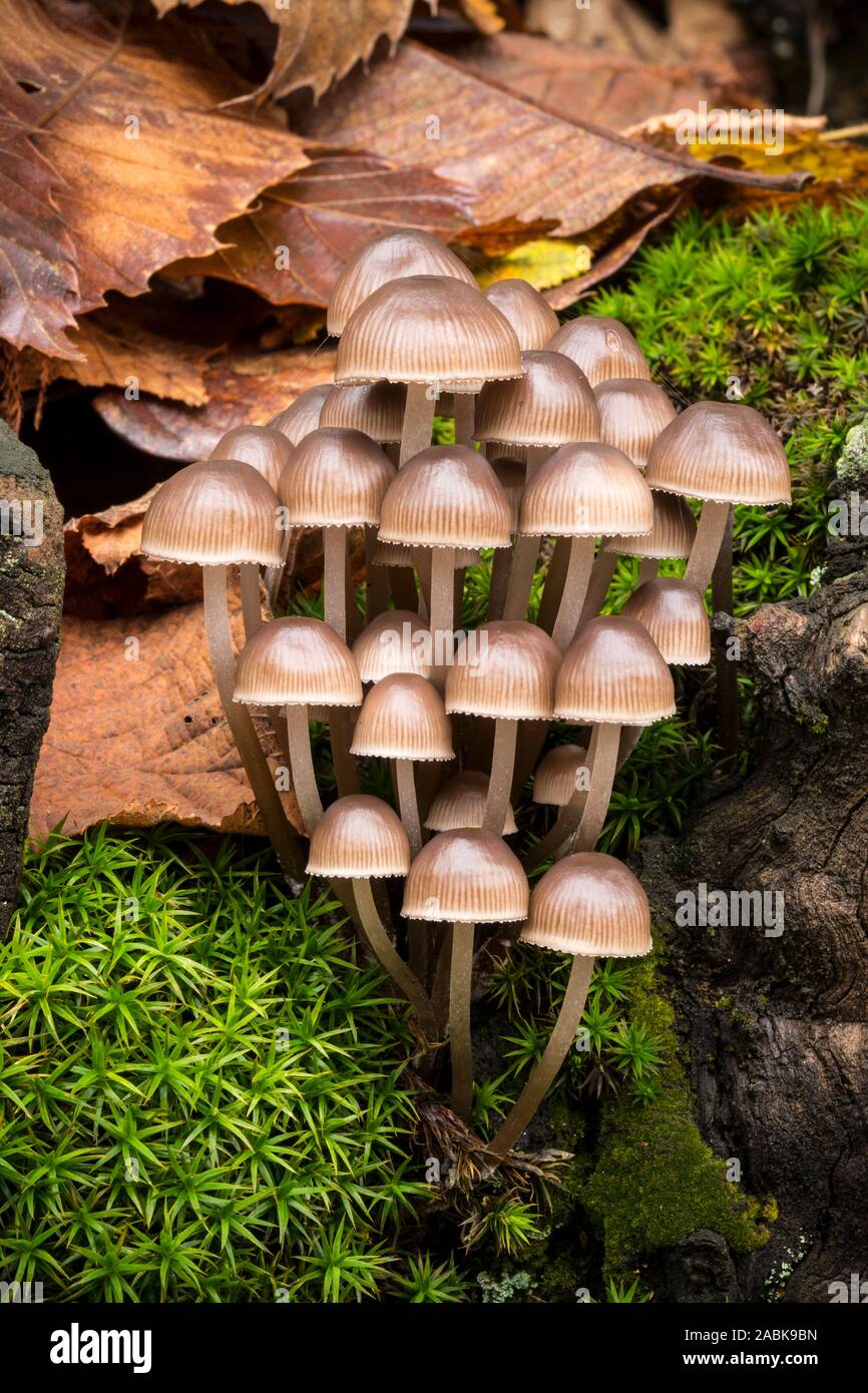 Group of small brown mushrooms; Mycena haematopus, commonly known as ...