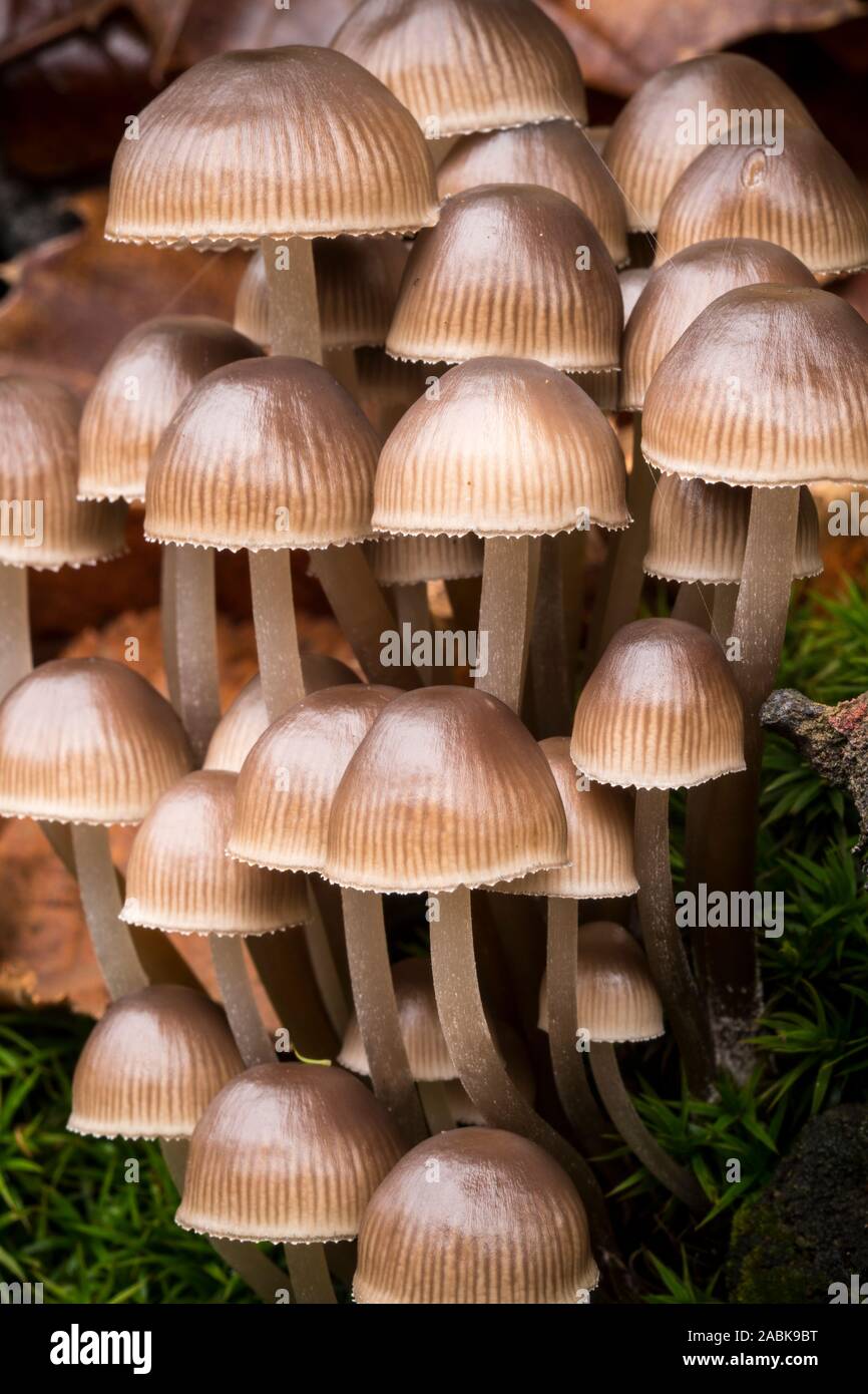 Group of small brown mushrooms; Mycena haematopus, commonly known as ...