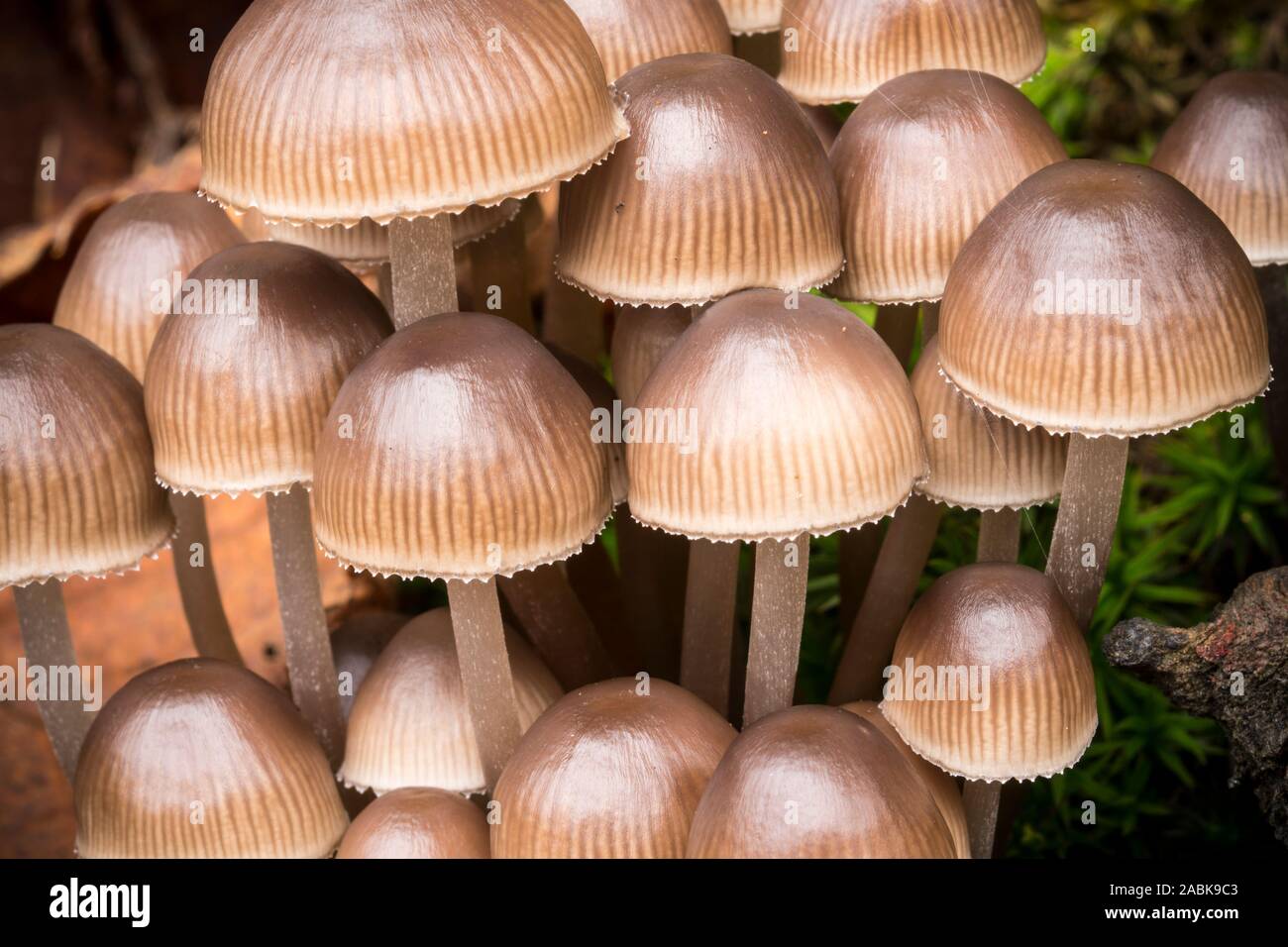 Mycena haematopus hi-res stock photography and images - Alamy