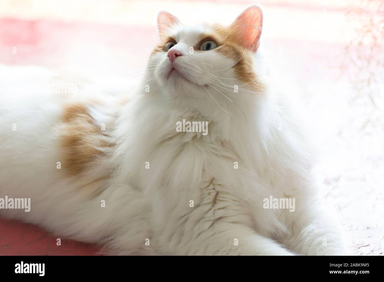 Turkish van cat with green eyes isolated laying on a pinkish background ...