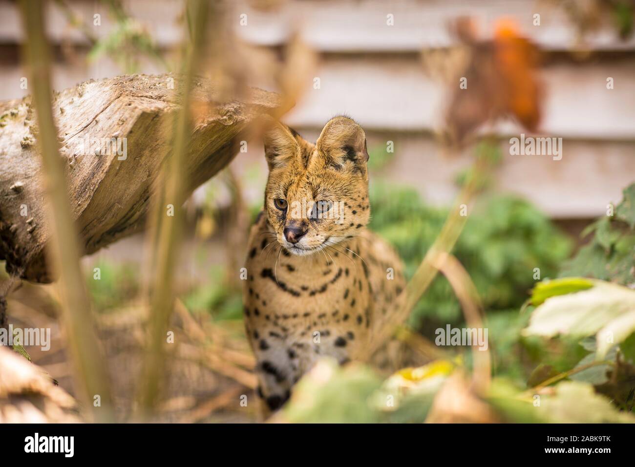 A beautiful Serval cat sitting on the ground looking slightly to the ...