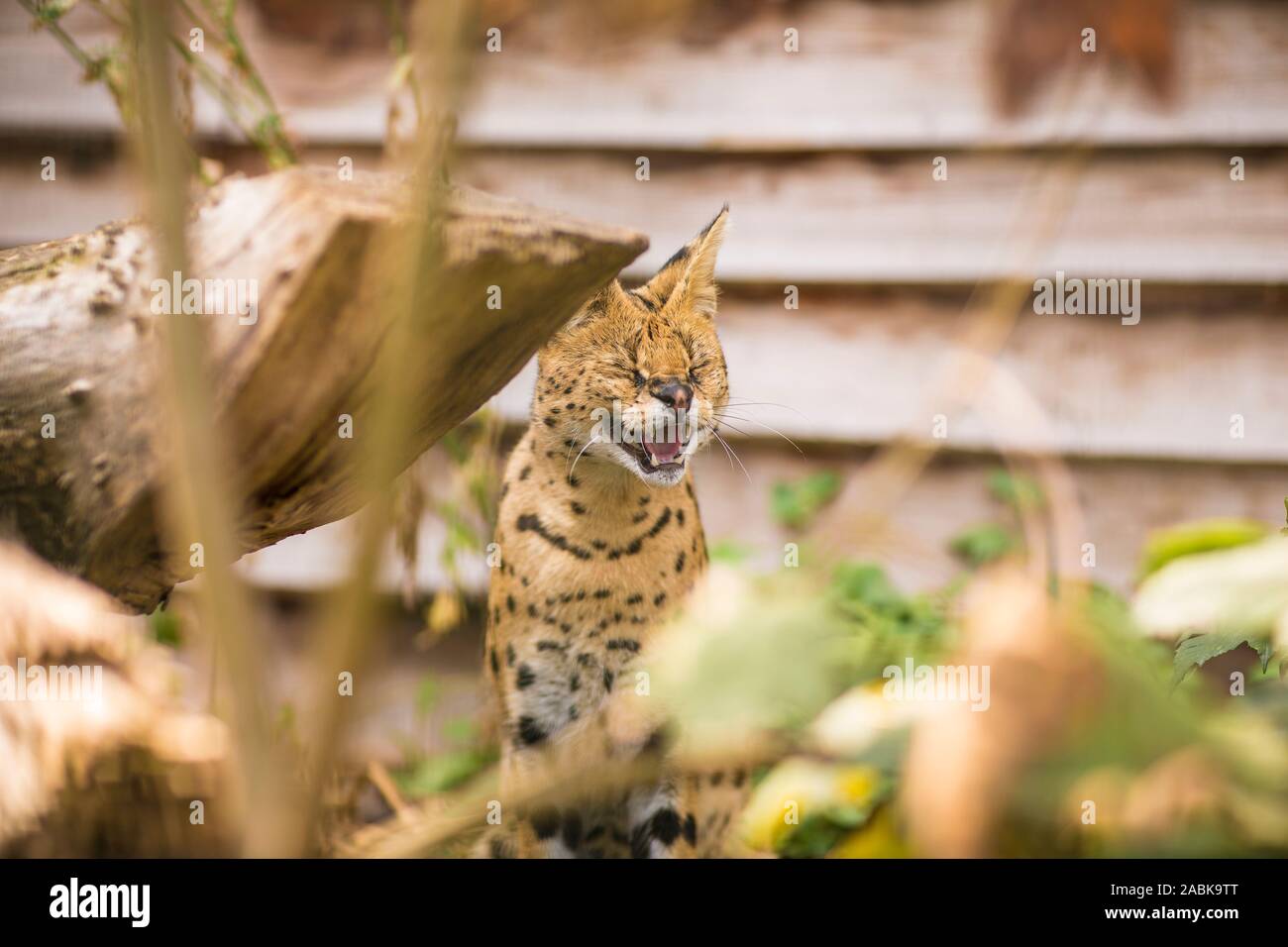An angry Serval cat with closed eyes sitting on the ground surrounded ...