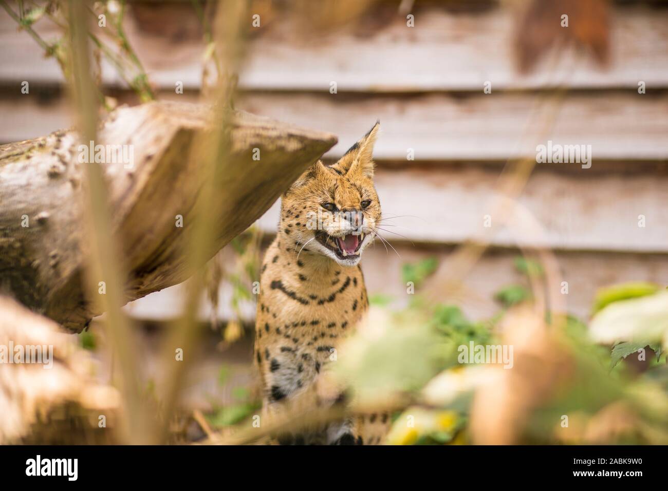 An angry Serval cat with eyes open sitting on the ground surrounded by ...
