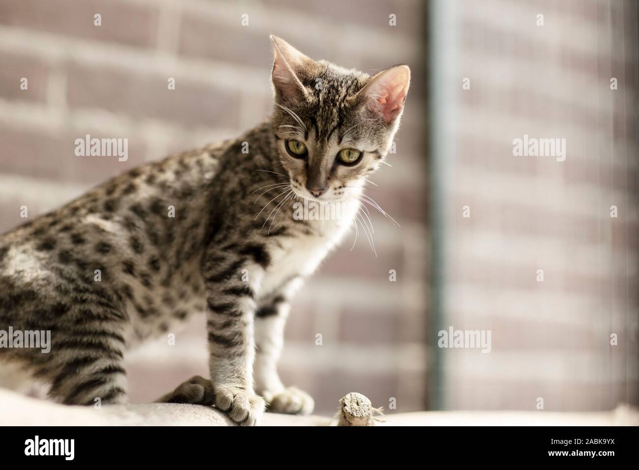 A beautiful Savannah Serval hybrid kittin with green eyes sitting and ...