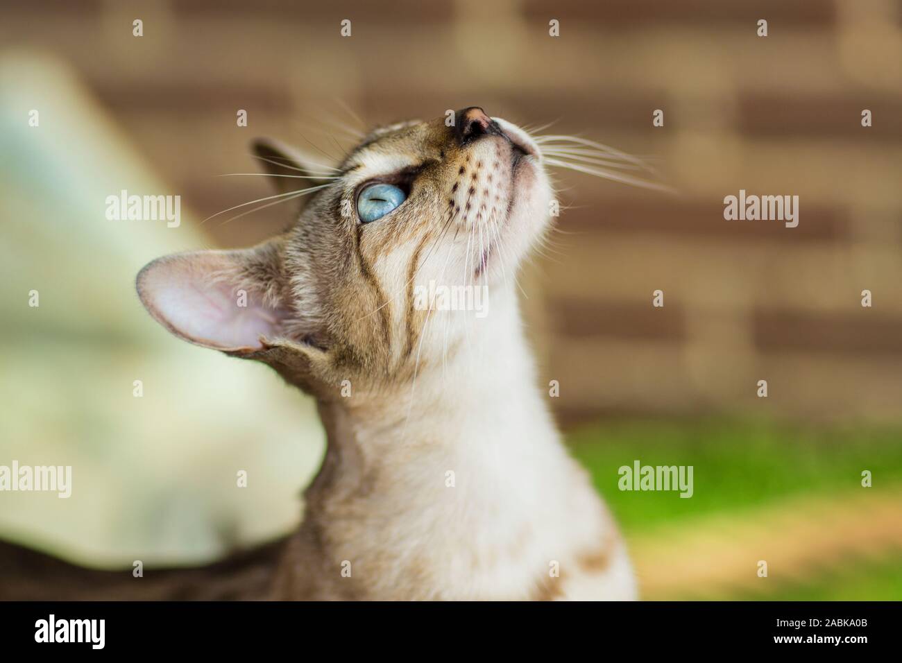 Portrait of a beautiful Savannah Serval hybrid kittin with very blue ...