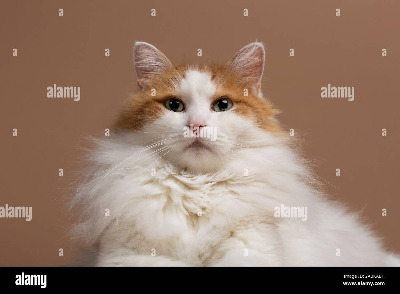 A portrait of a cute beautiful fluffy white and brown colored turkish ...