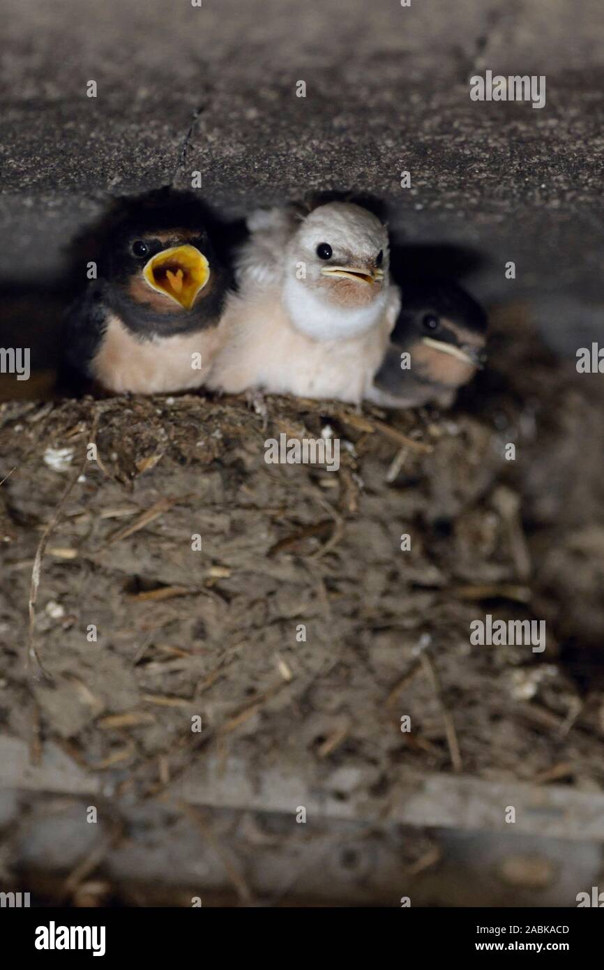 Leucistic birds hi-res stock photography and images - Alamy