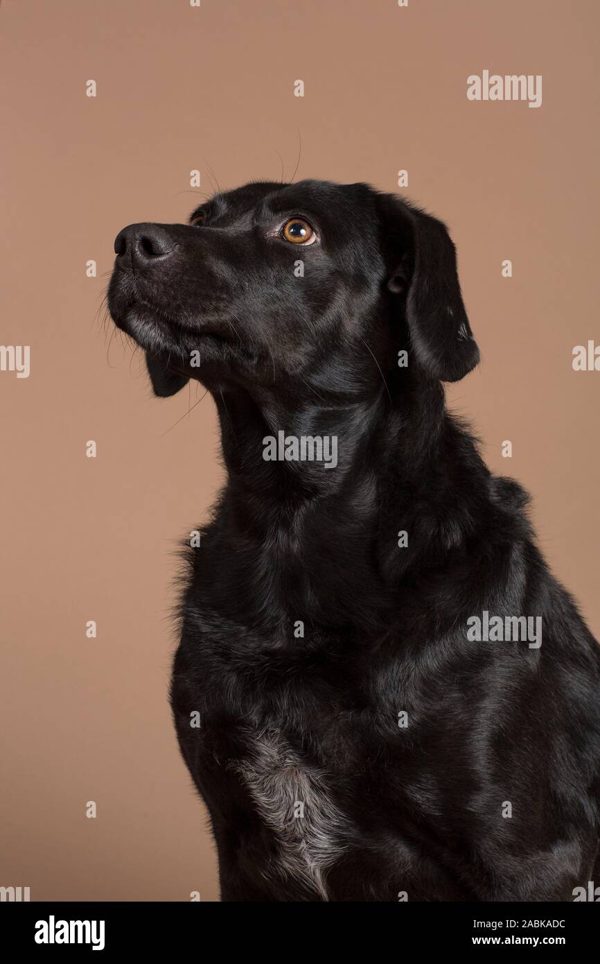 Furry light brown dog hi-res stock photography and images - Alamy