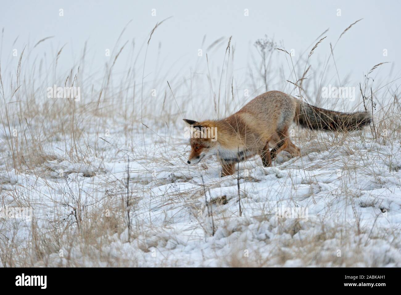 Red Fox / Rotfuchs ( Vulpes vulpes ) hunting in snow, late onset of ...