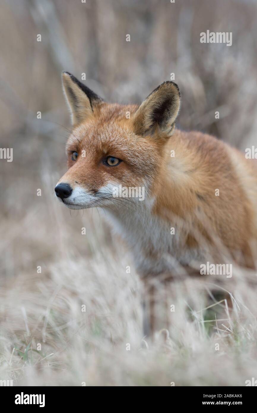 Renard roux rotfuchs renard roux hi-res stock photography and images ...
