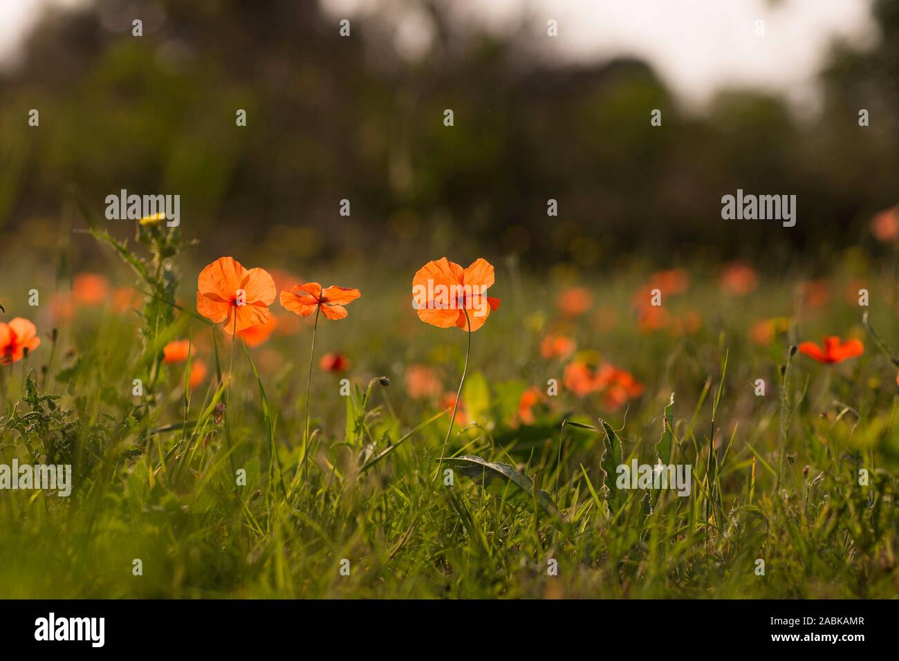 Poppies in the grass hi-res stock photography and images - Alamy