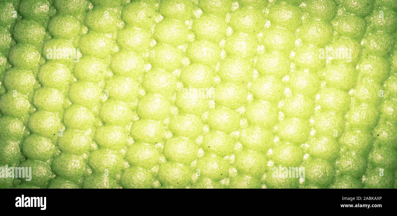 Background texture, decorative ornament, green silk fabric, woven ...