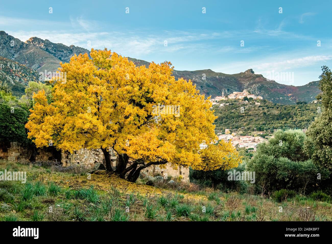 Montpellier maple acer monspessulanum hi-res stock photography and ...