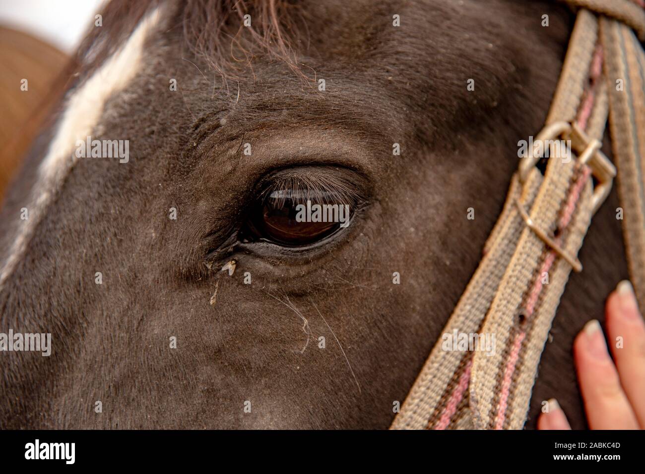Part of the horse's head with harness Stock Photo - Alamy
