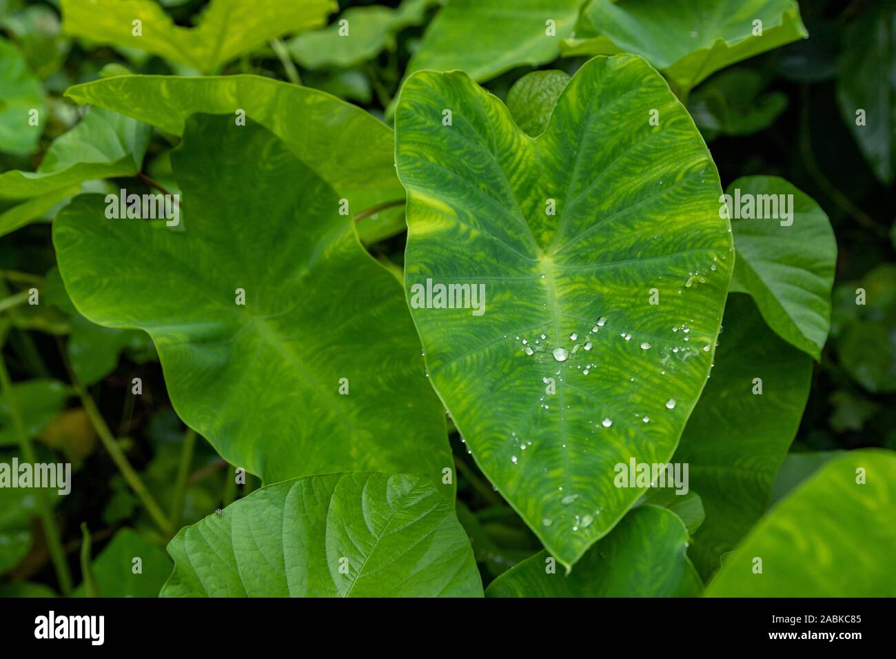 Cocoyam hi-res stock photography and images - Alamy