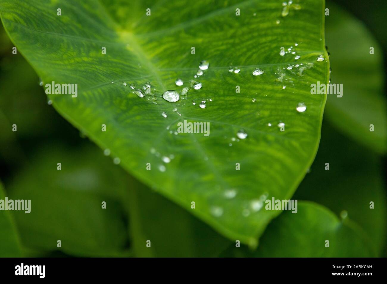 Cocoyam hi-res stock photography and images - Alamy