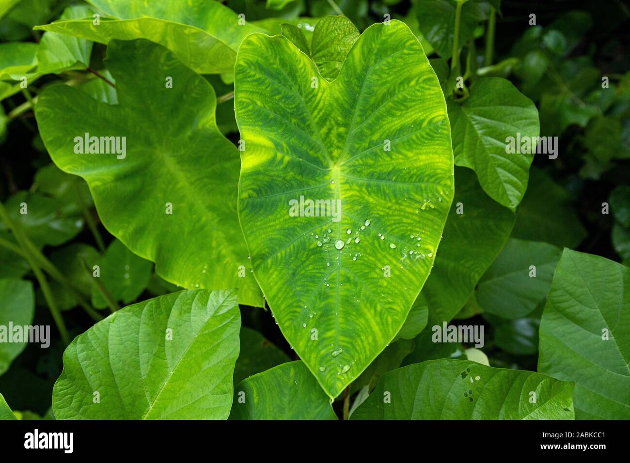 "The Colocasia leaf elephant-ear taro cocoyam dasheen Fresh water drops ...
