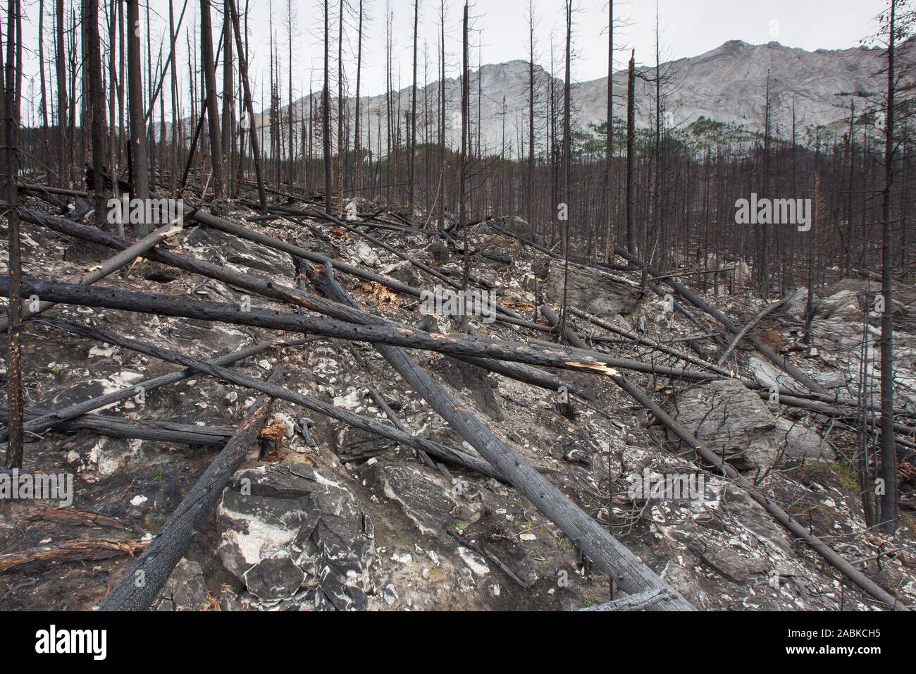 Burnt tree trunks hi-res stock photography and images - Alamy