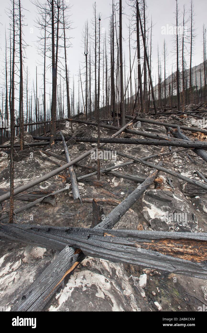 Burnt tree trunks after a forest fire, Jasper National Park, Alberta ...