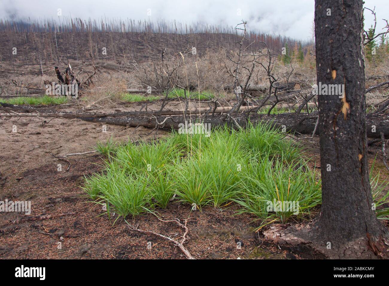 Burnt tree trunks hi-res stock photography and images - Alamy