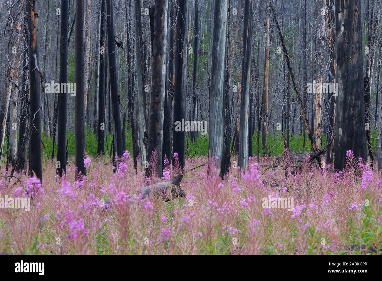 Alberta fireweed hi-res stock photography and images - Alamy