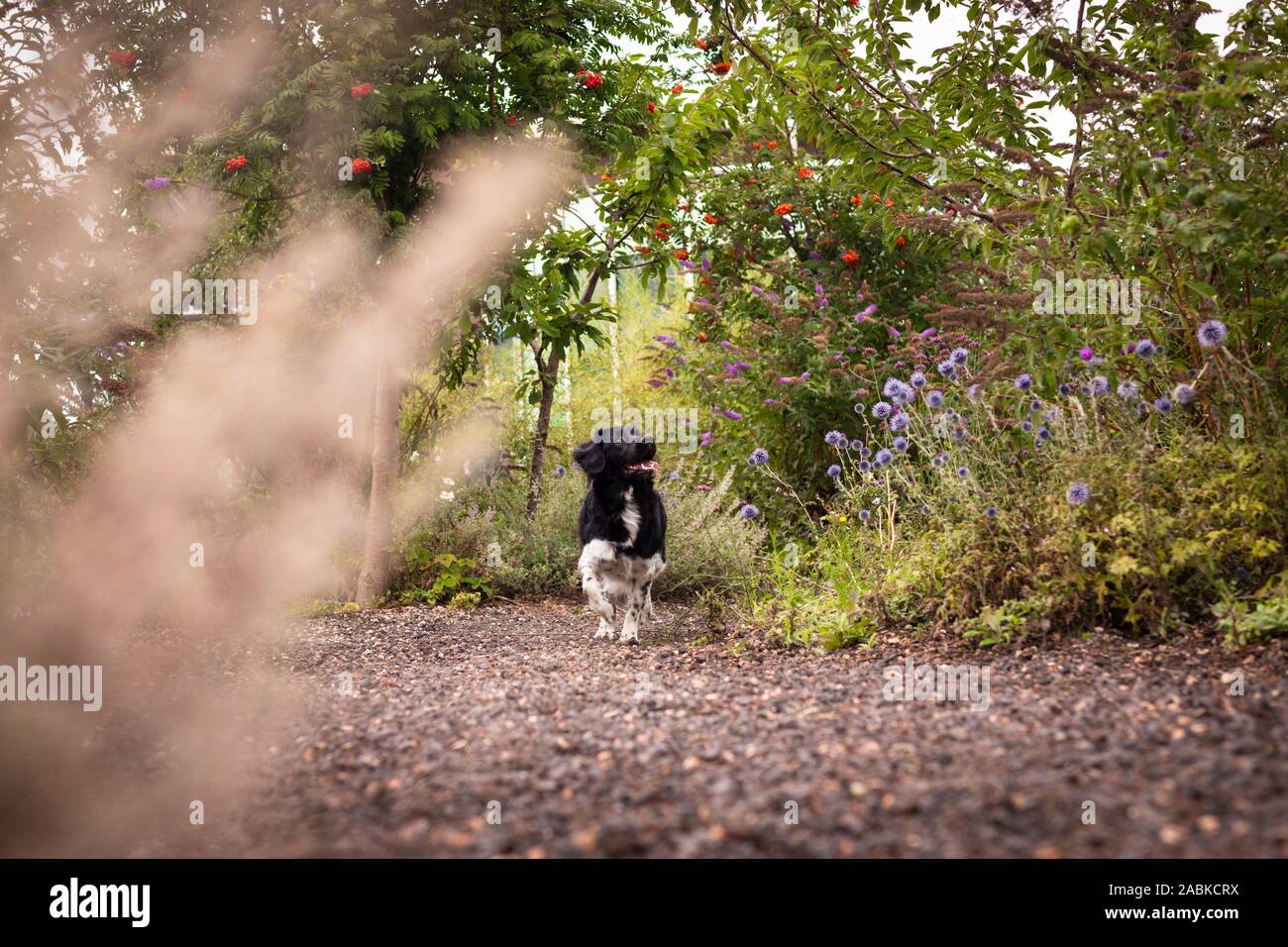 A cute curious beautiful stabyhoun black and white spotted dog walking ...