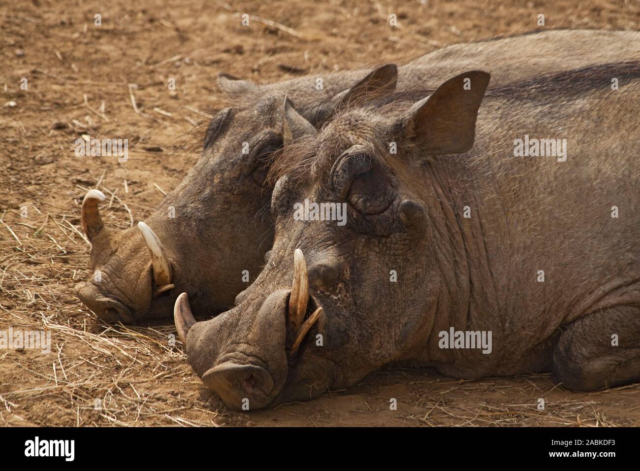 Wart hogs hi-res stock photography and images - Alamy