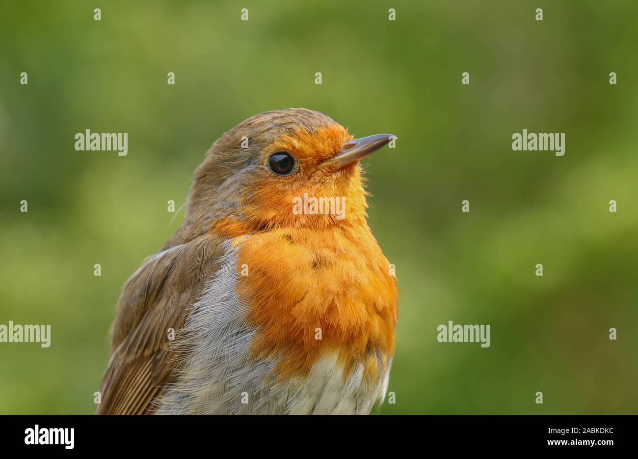 Close up head and shoulders of a Robin (Erithacus rubecula) bird in the ...