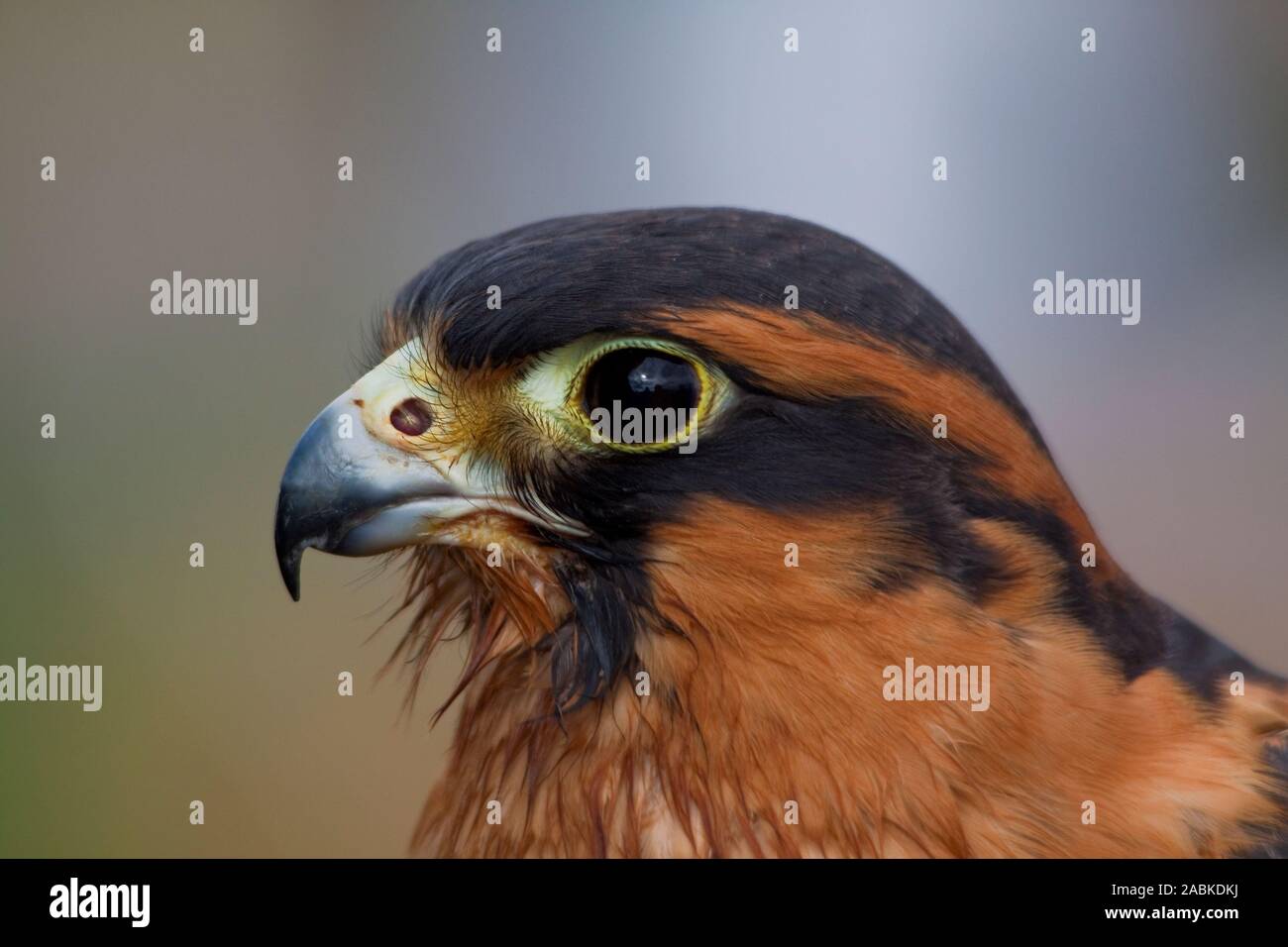 Portrait of an Aplomado falcon Stock Photo - Alamy