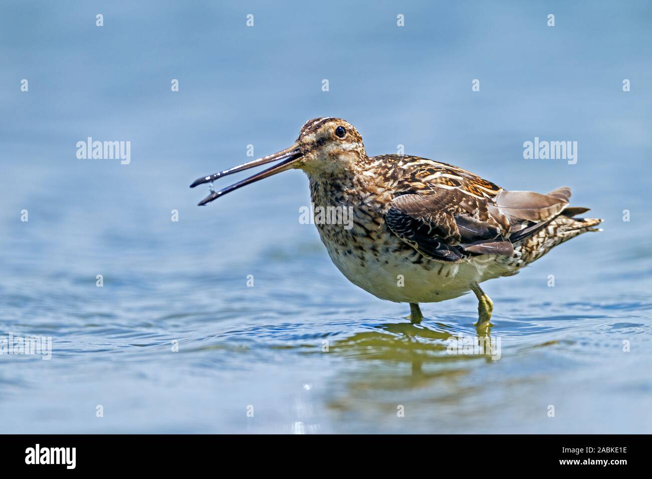 Common Snipe (Gallinago gallinago). Adult standing in shallow water ...