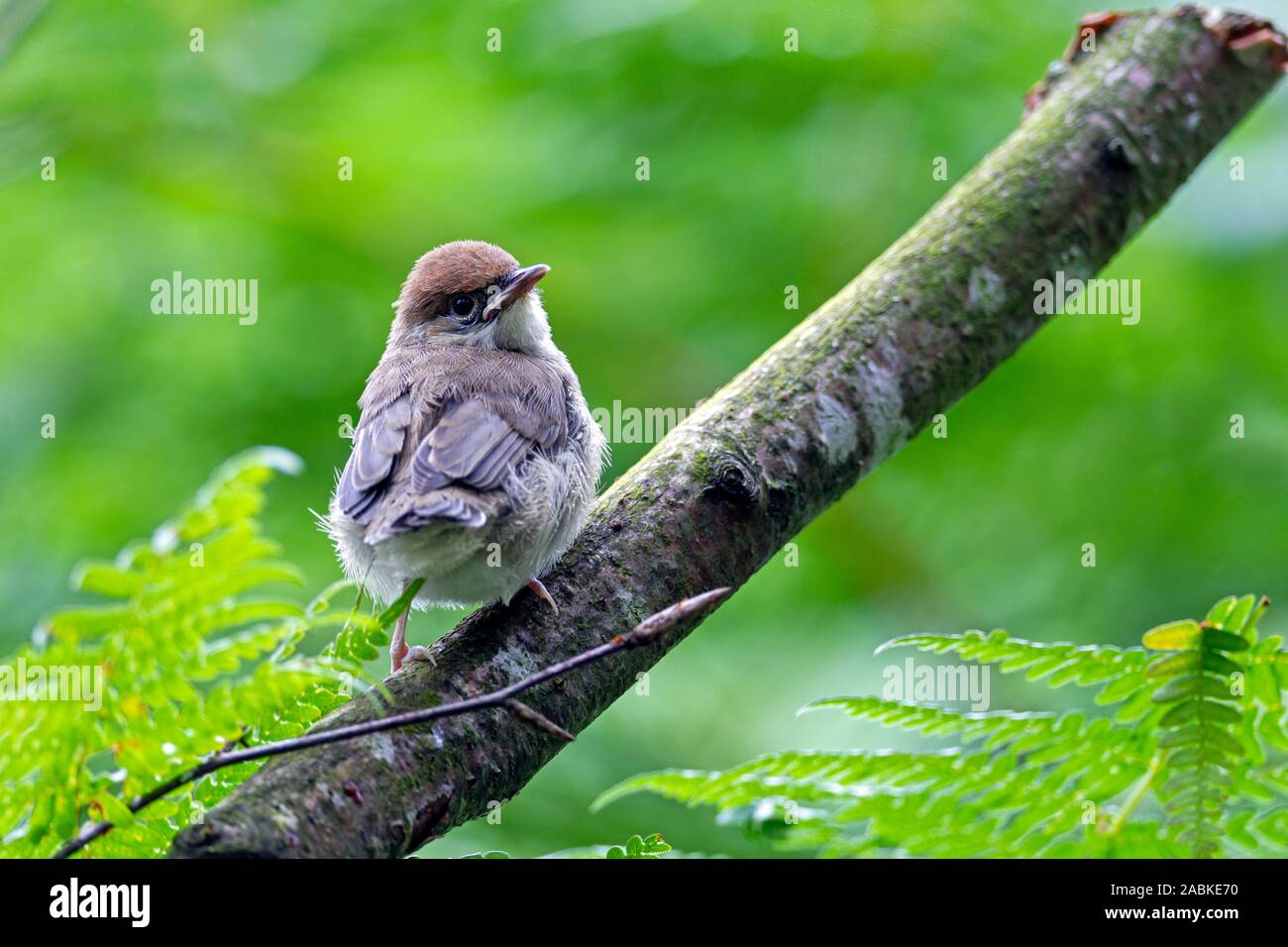 Blackcap (Sylvia atricapilla). Fledgling discovers its environment ...